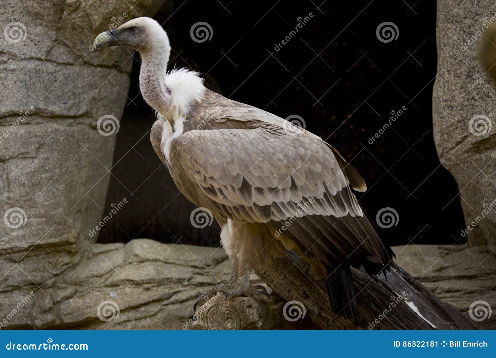 Abutre 3 imagem de stock. Imagem de espécie, penas, tesoura - 86322181