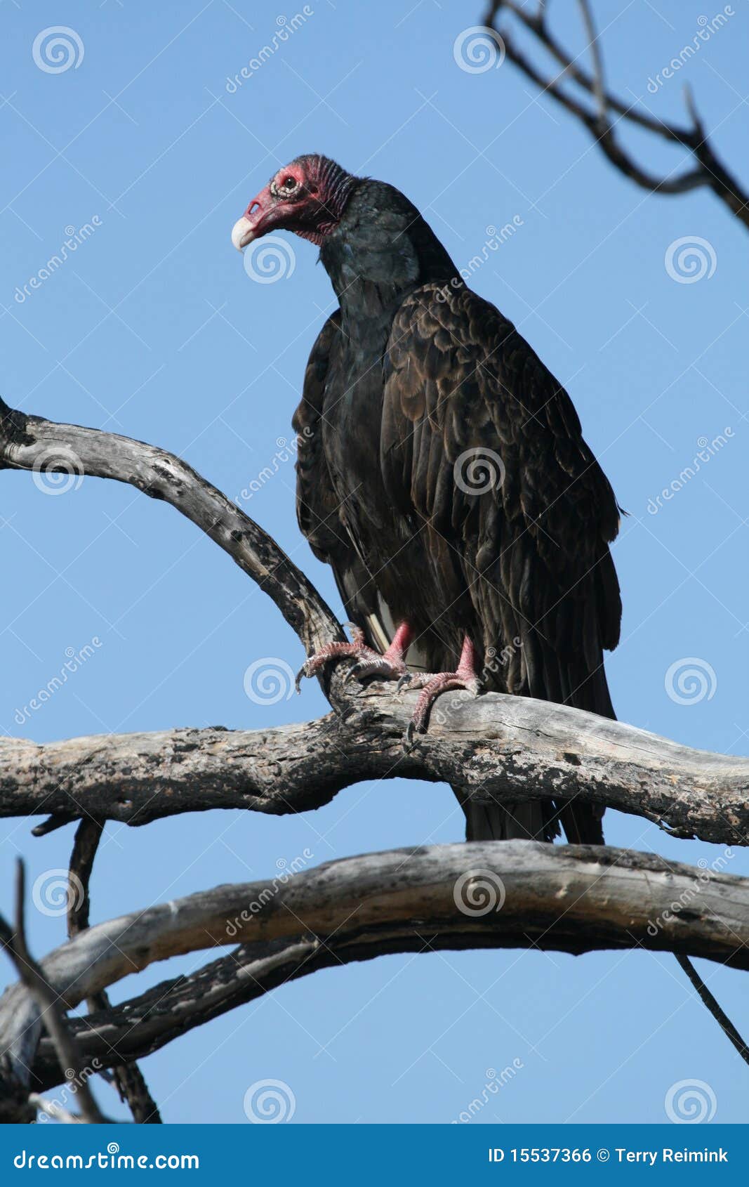 Abutre de turquia foto de stock. Imagem de abutre, animal - 15537366