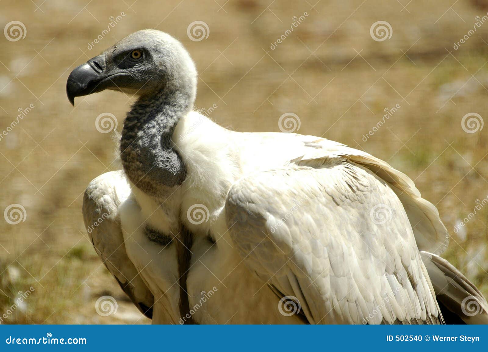 Abutre do cabo foto de stock. Imagem de pena, raptor, rapina - 502540