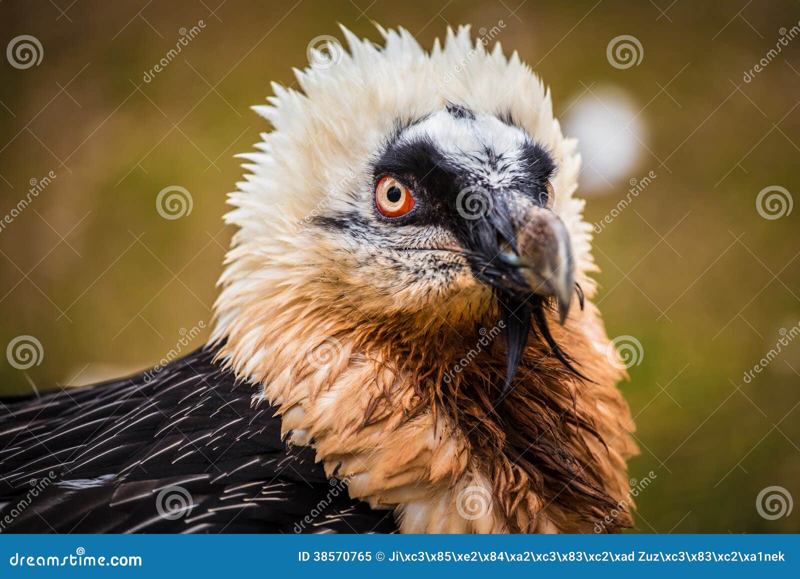 Abutre farpado imagem de stock. Imagem de barbudo, raptor - 38570765