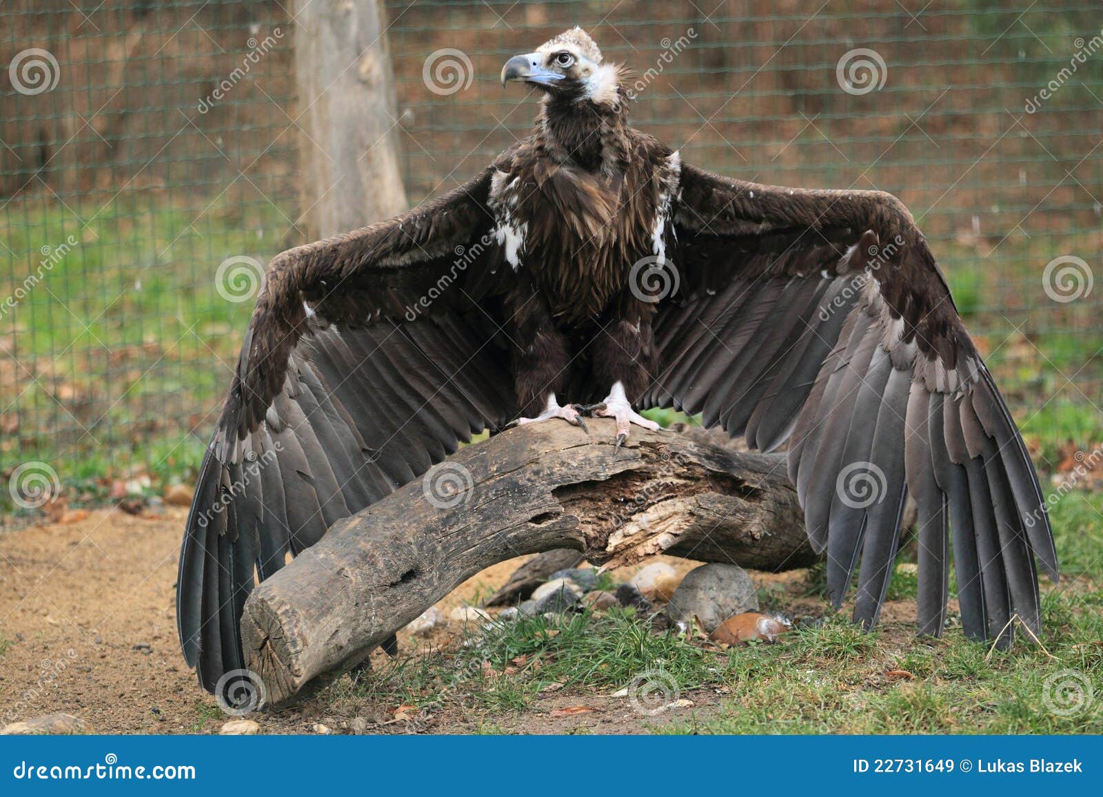 Abutre preto imagem de stock. Imagem de eurasiana, raptor - 22731649