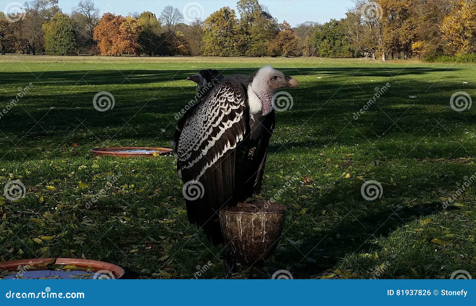 Abutre Que Descansa Em Uma Parte De Madeira Foto de Stock - Imagem de ...