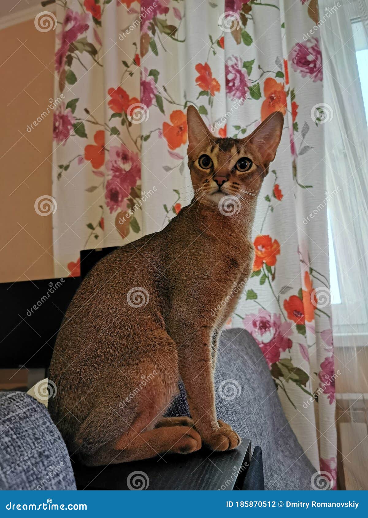 Abyssian cat at home stock photo. Image of flower, home - 185870512