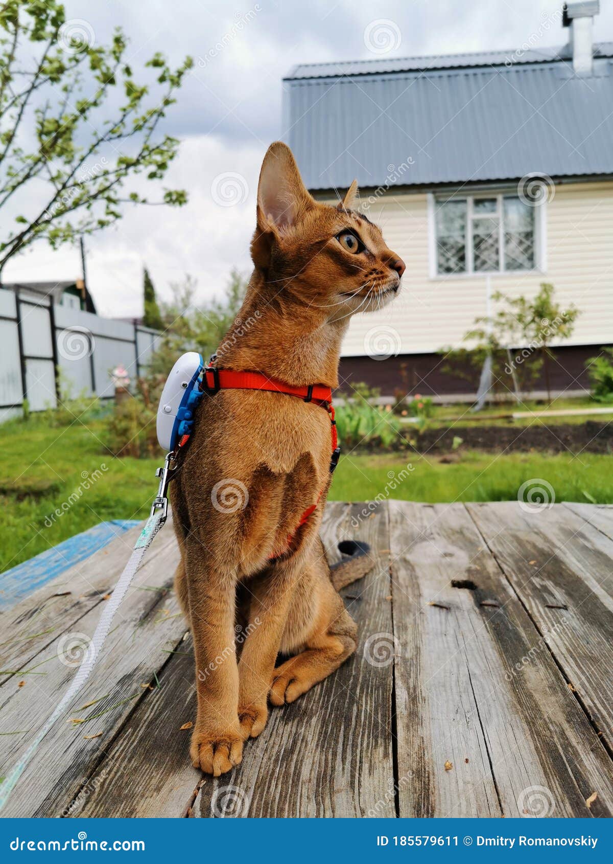 Abyssian cat outdoor stock image. Image of animal, carnivore - 185579611