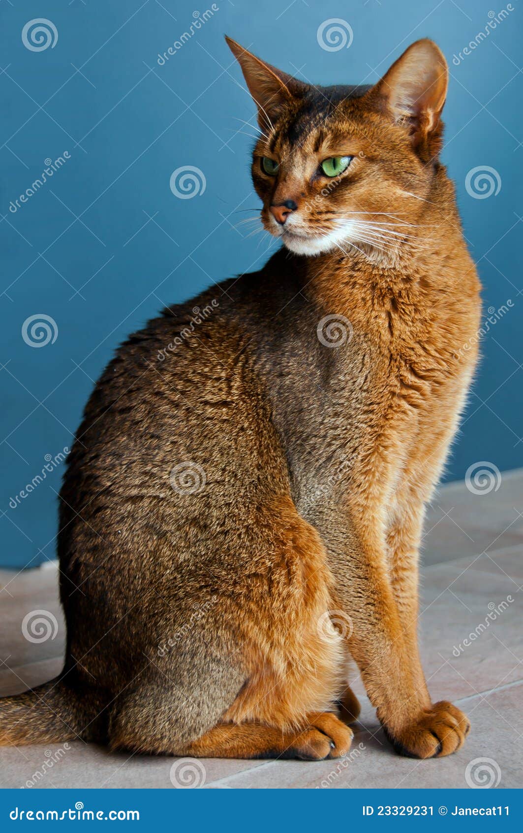 Abyssinian stock image. Image of animal, breed, purebred - 23329231