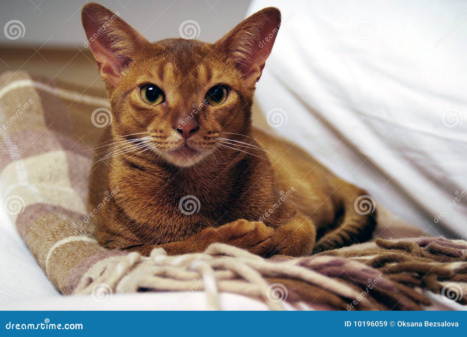 Abyssinian cat stock image. Image of nature, cute, abyssinian - 10196059
