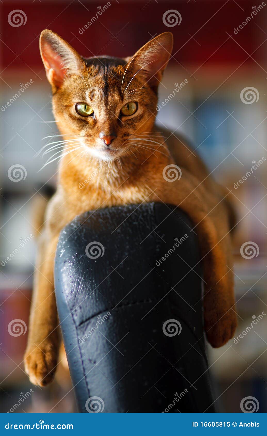 Abyssinian cat stock image. Image of looking, domestic - 16605815