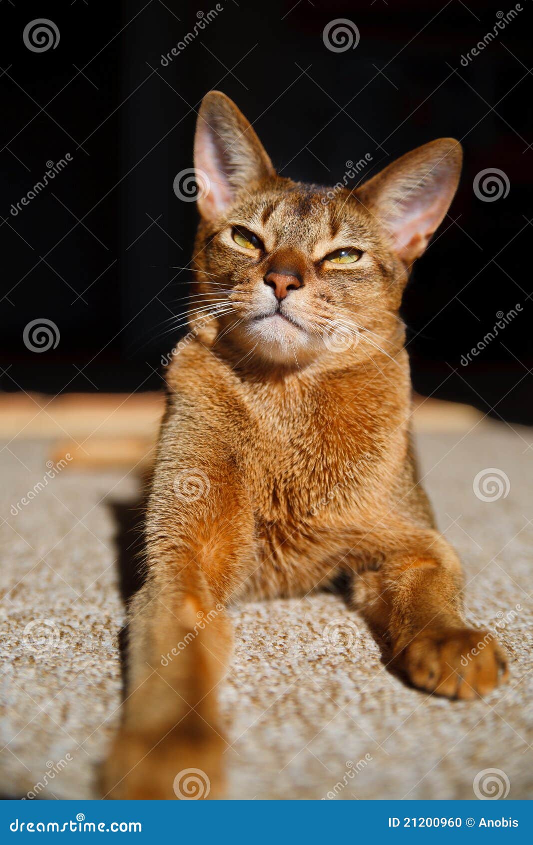 Abyssinian cat stock photo. Image of nature, orange, abyssinian - 21200960