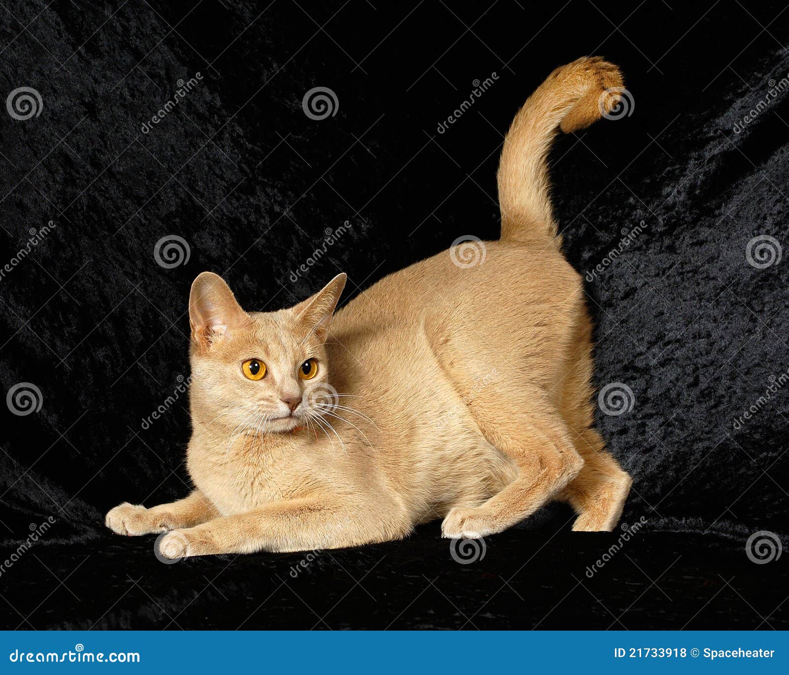 Abyssinian cat stock photo. Image of lovable, tail, mammal - 21733918