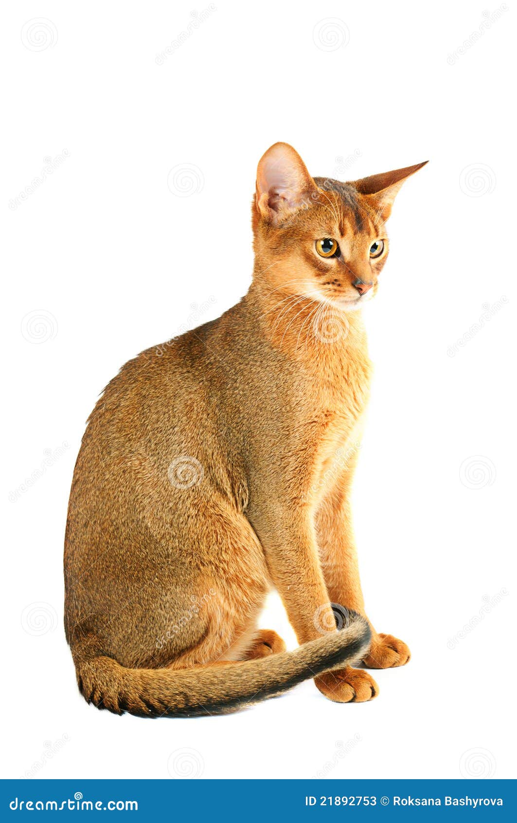 Abyssinian cat stock image. Image of funny, cute, abyssinian - 21892753