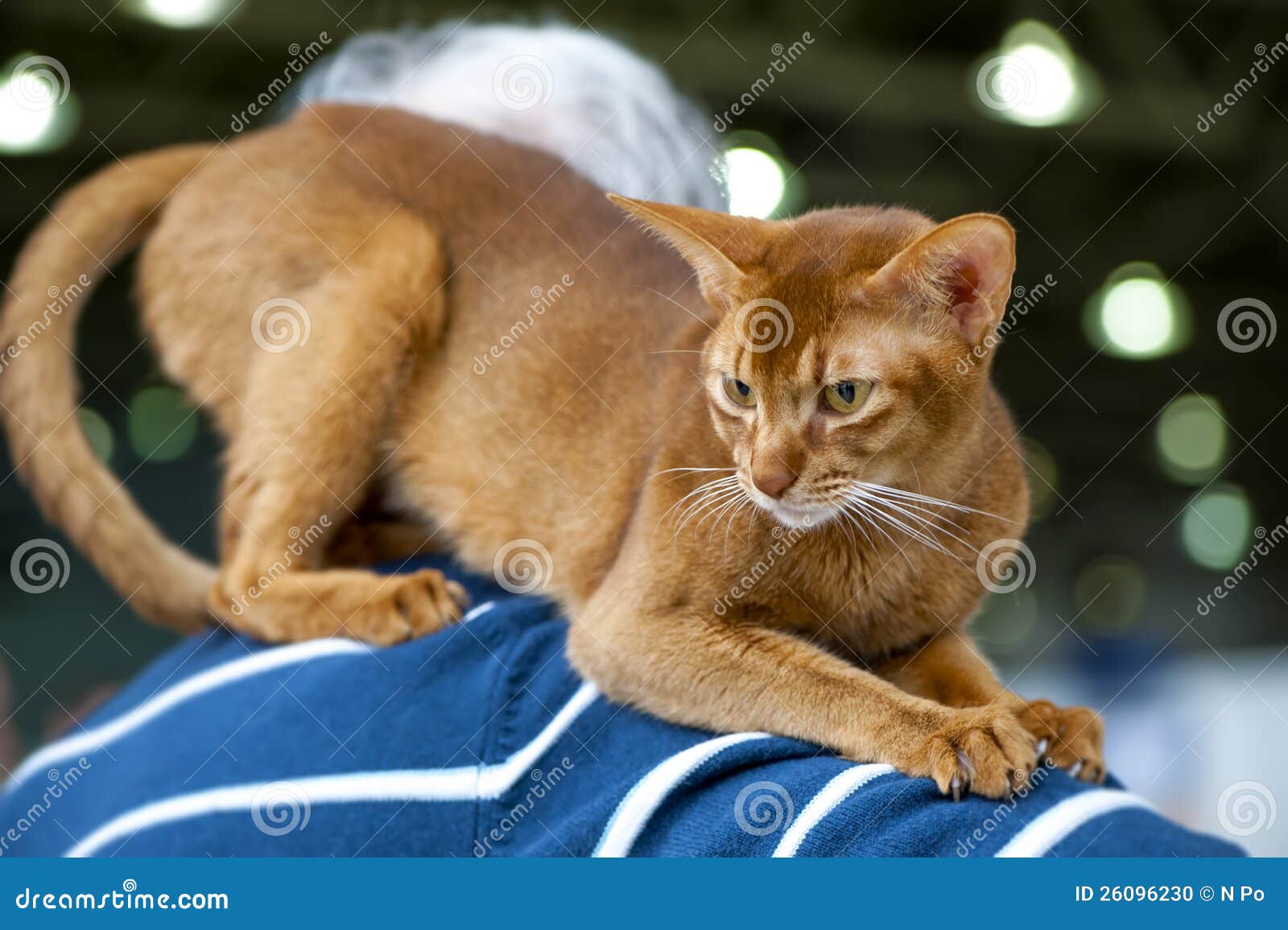 Abyssinian cat stock photo. Image of beautiful, feline - 26096230