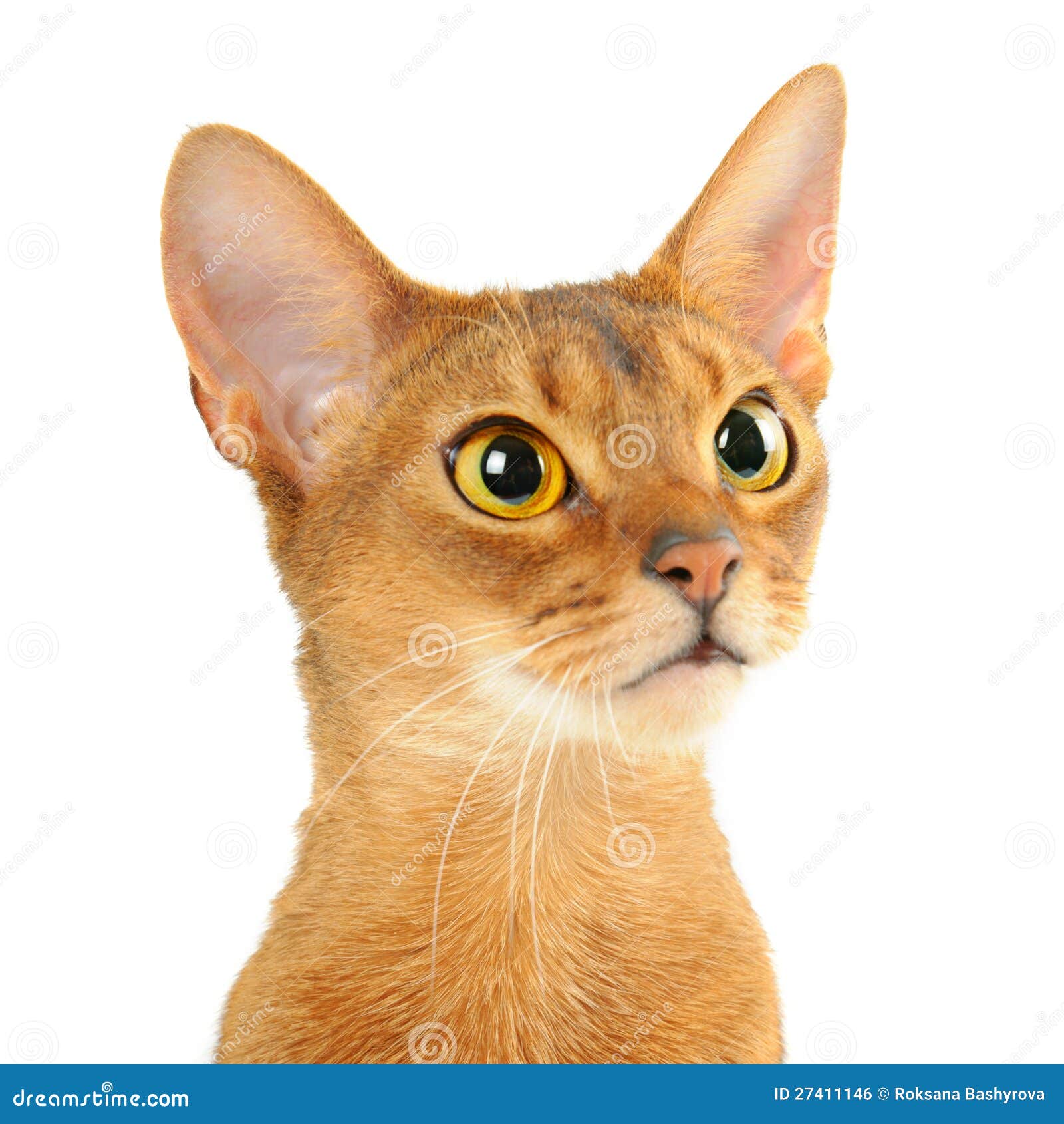 Abyssinian cat stock photo. Image of posing, hair, portrait - 27411146