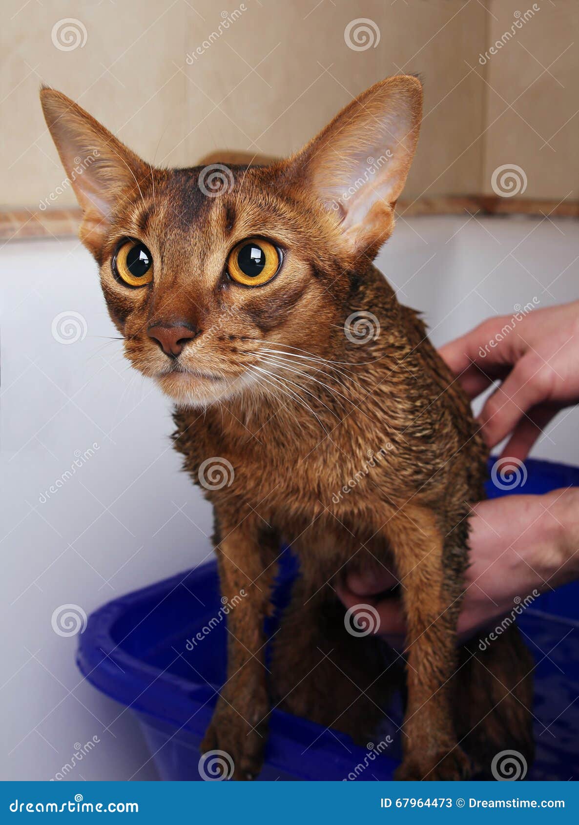 Abyssinian cat bathing stock image. Image of kitten, clean - 67964473