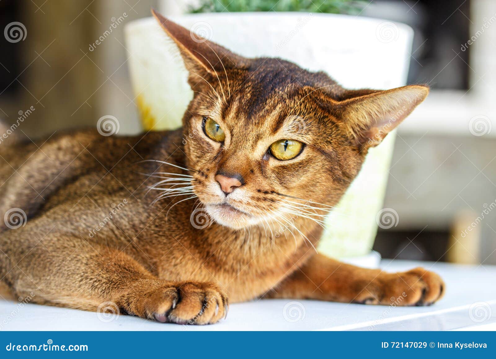 Abyssinian cat stock image. Image of abyssinians, eyes - 72147029