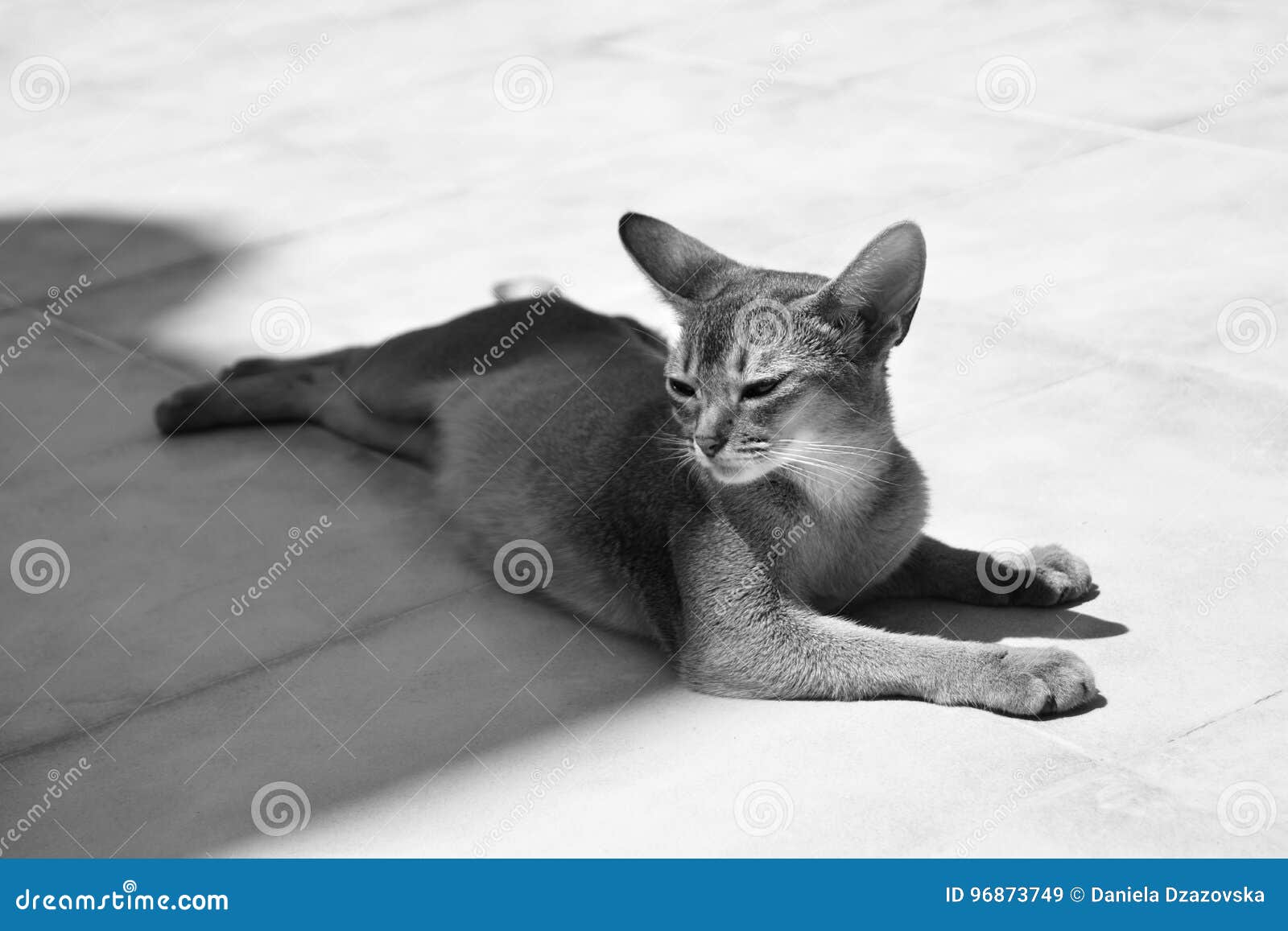 Black Abyssinian Cat