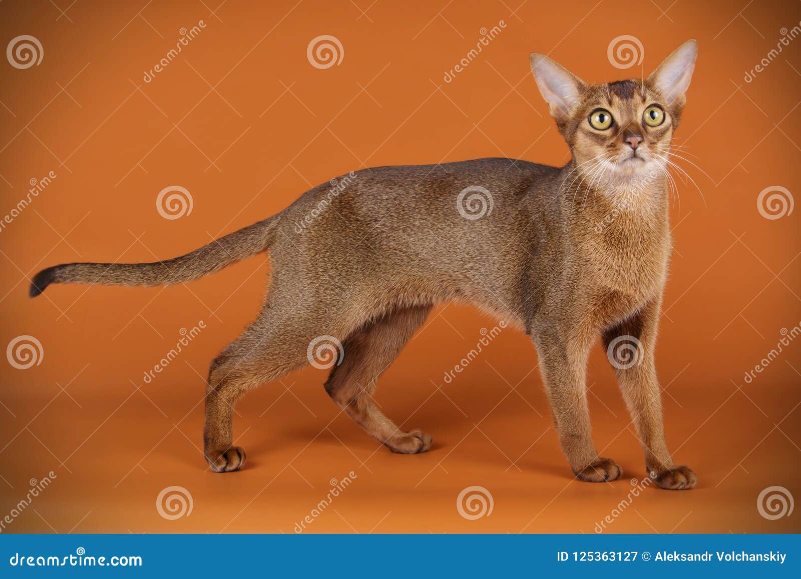 Abyssinian Cat on Colored Backgrounds Stock Image - Image of pedigreed ...