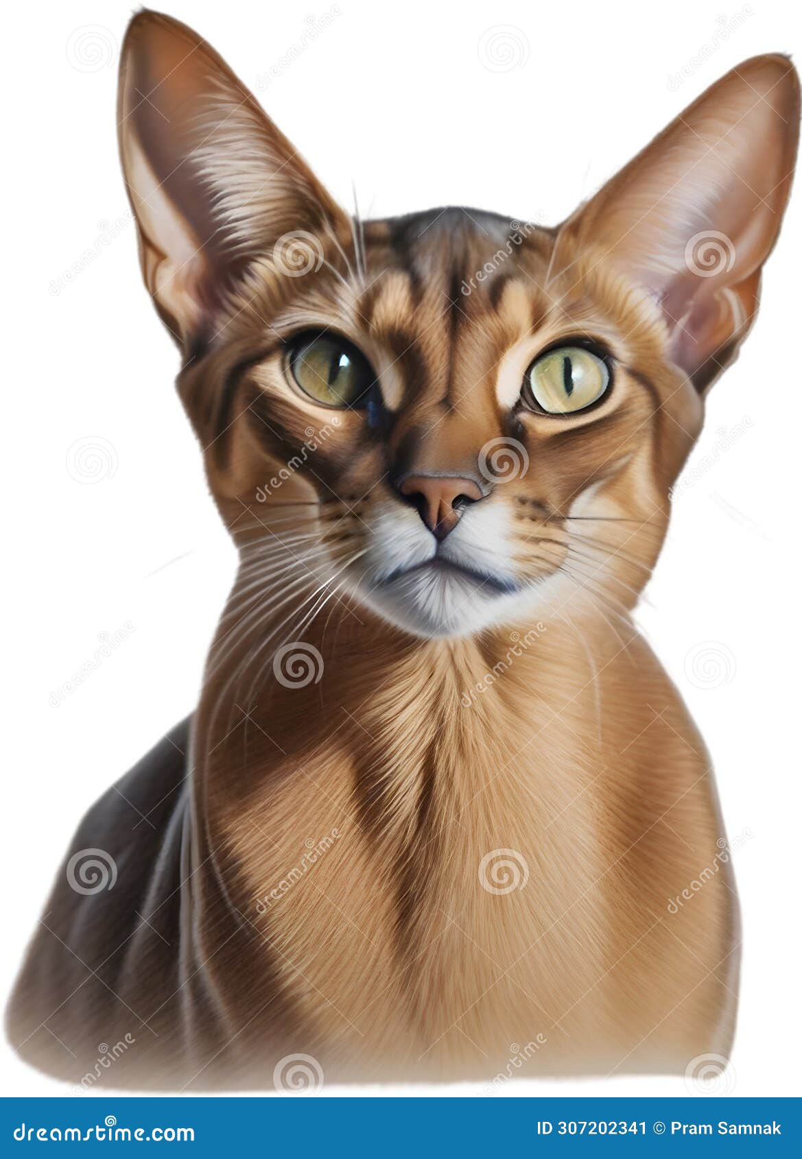 Abyssinian Cat, Colored-pencil Sketch of an Abyssinian Cat. AI ...