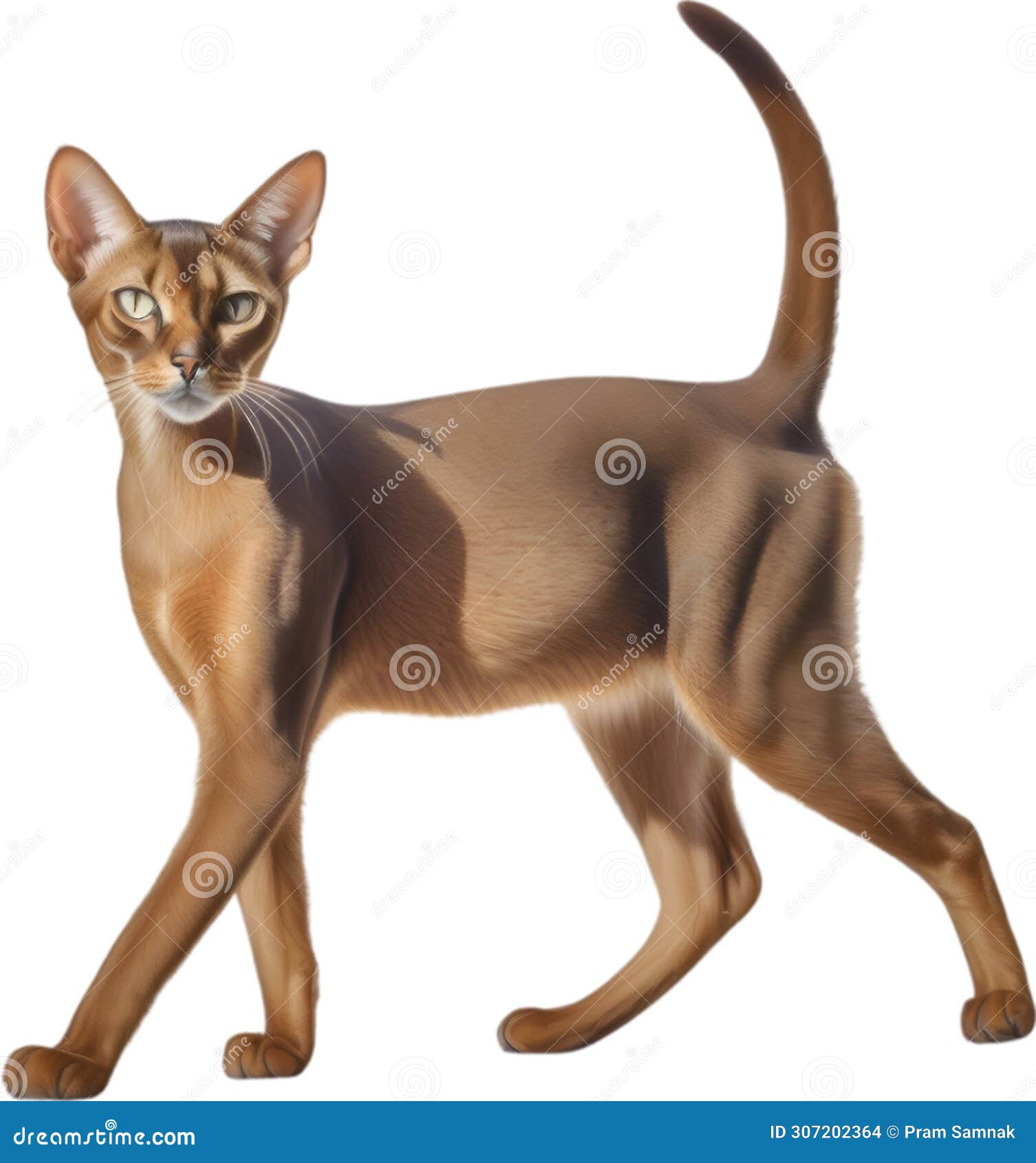 Abyssinian Cat, Colored-pencil Sketch of an Abyssinian Cat. AI ...
