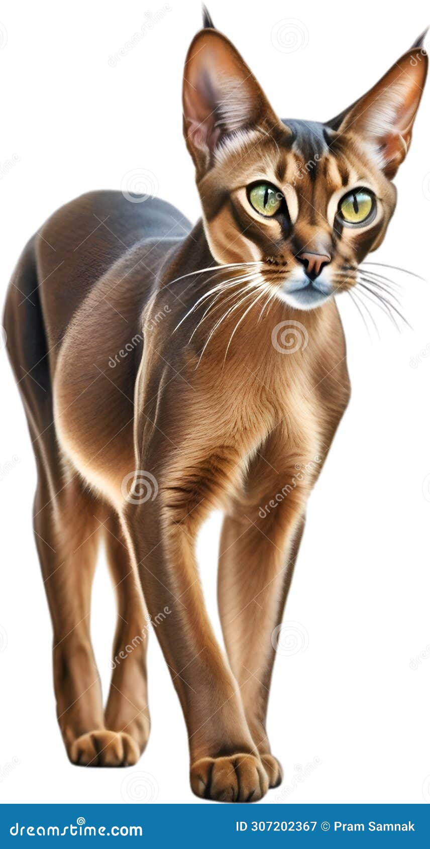 Abyssinian Cat, Colored-pencil Sketch of an Abyssinian Cat. AI ...
