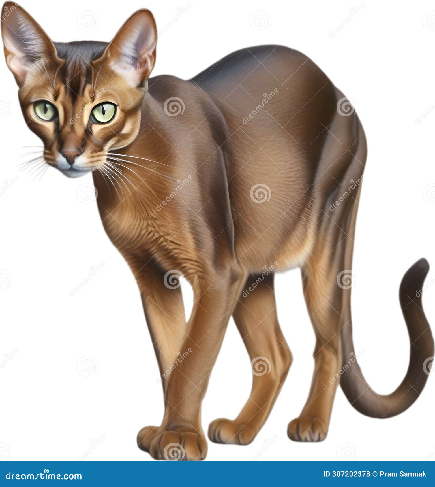 Abyssinian Cat, Colored-pencil Sketch of an Abyssinian Cat. AI ...