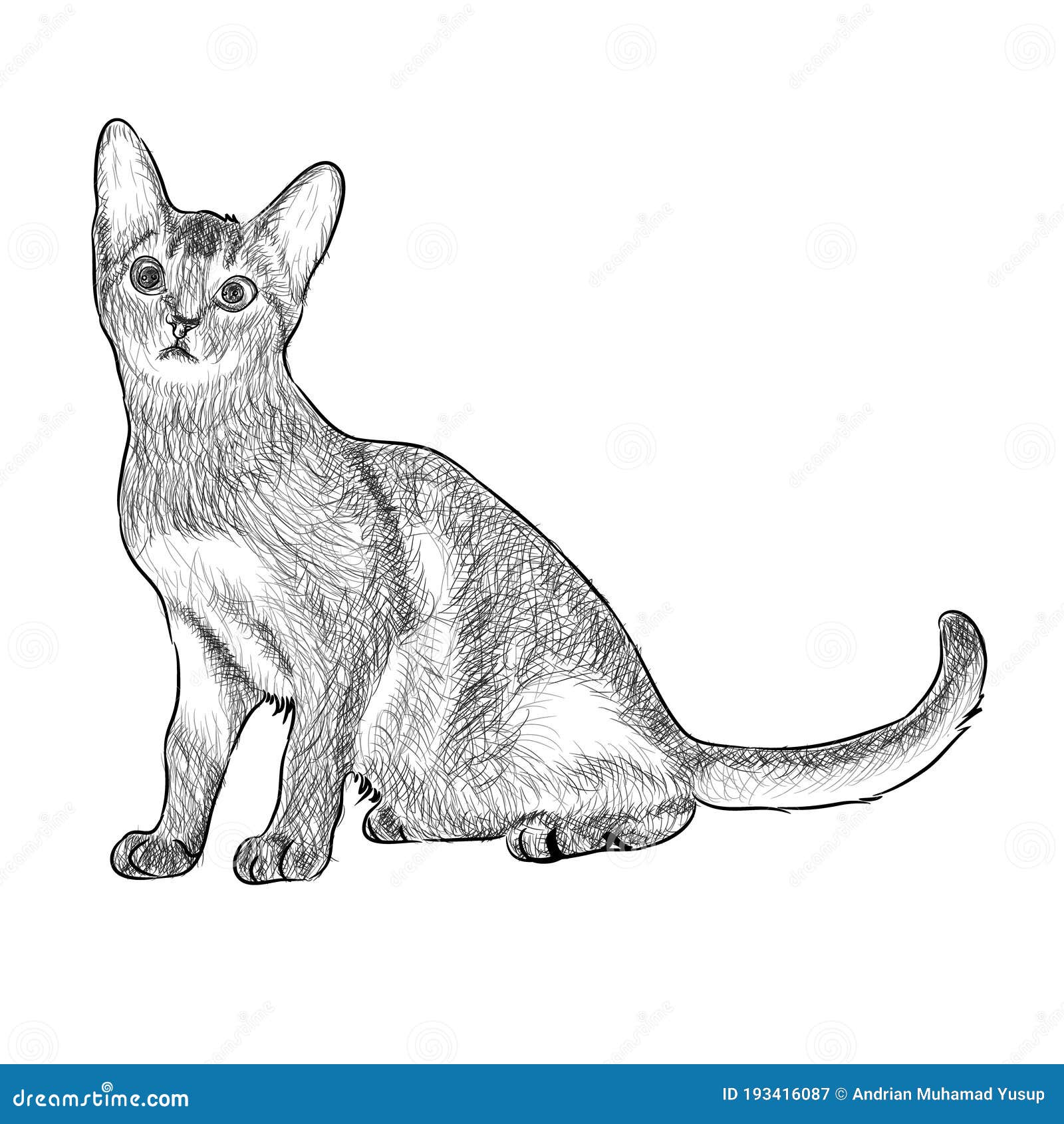 Abyssinian Cat Digital Sketch Isolated on White Background Stock Vector ...