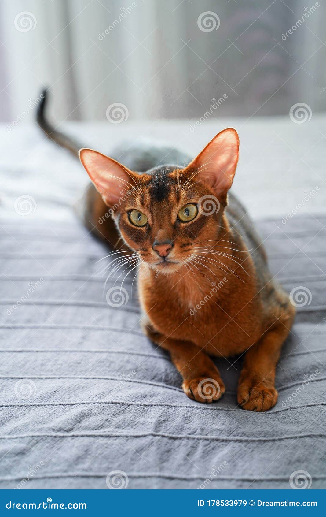 Abycat Stock Photos - Free & Royalty-Free Stock Photos from Dreamstime