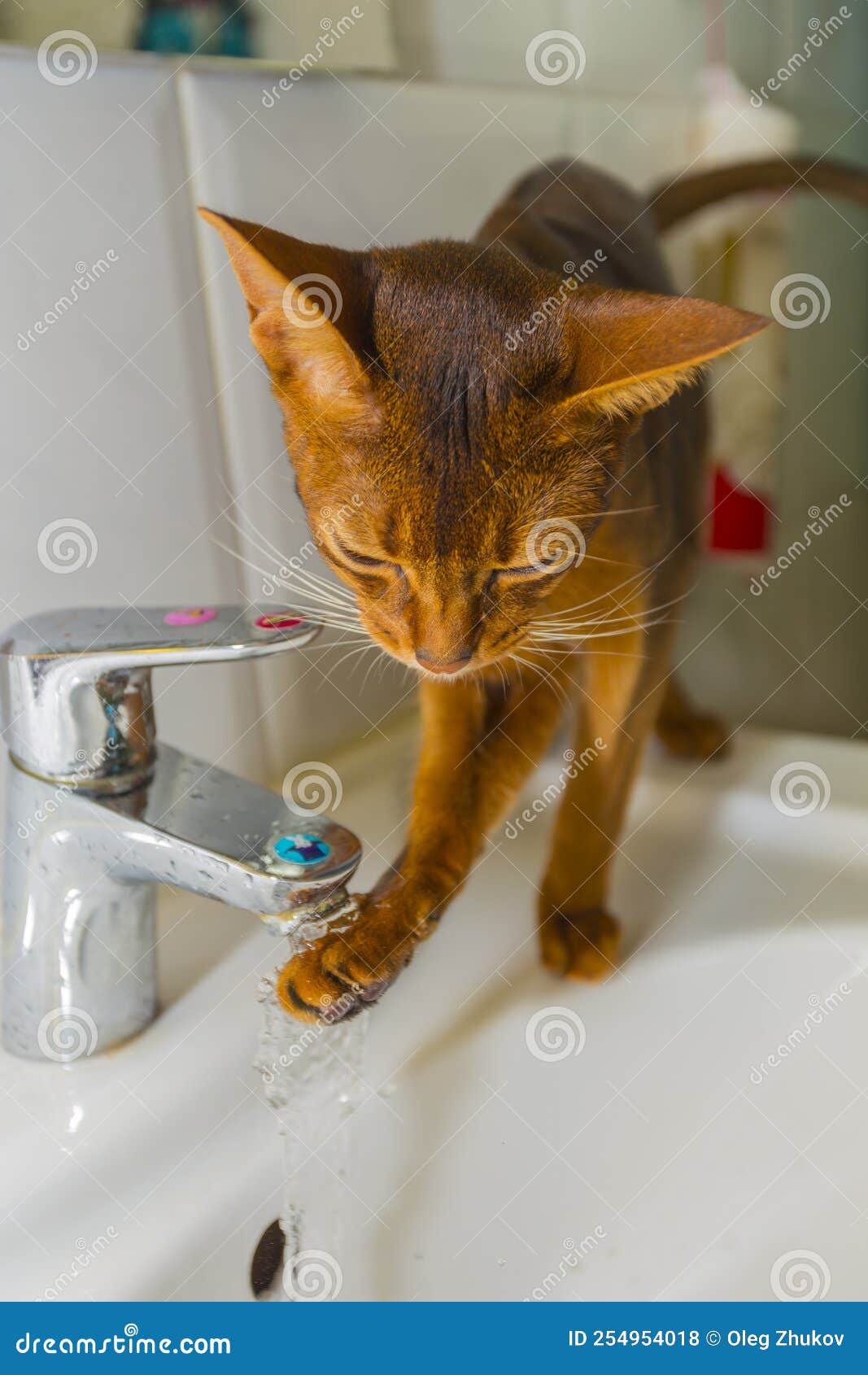 Abyssinian Cat Drinks Water Stock Photo - Image of drops, friendly ...