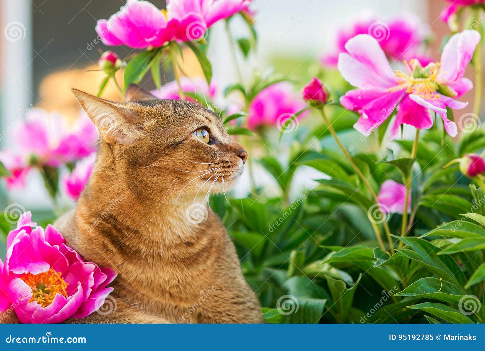 Abyssinian cat in flowers stock image. Image of close - 95192785