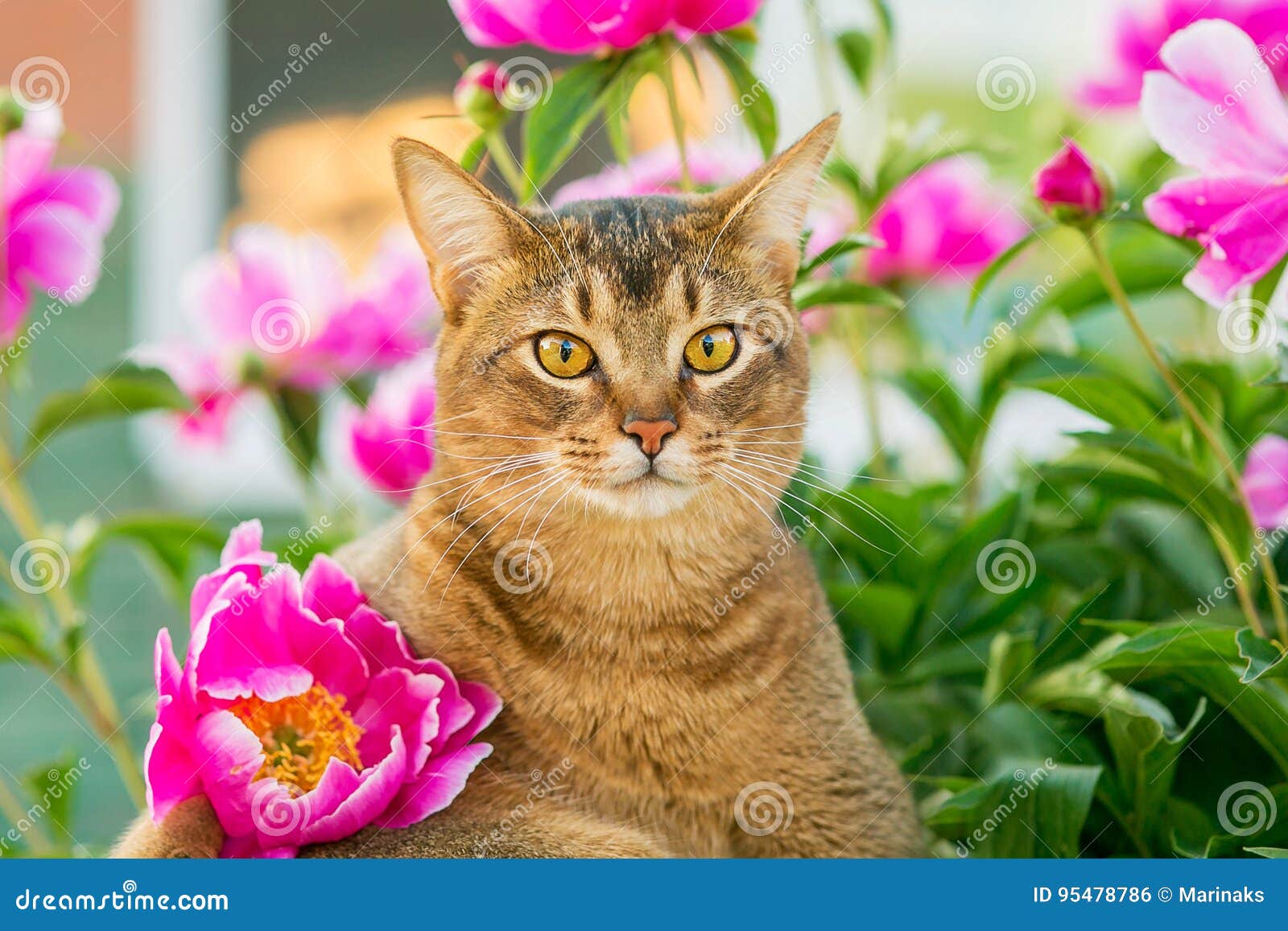 Abyssinian cat in flowers stock photo. Image of looks - 95478786