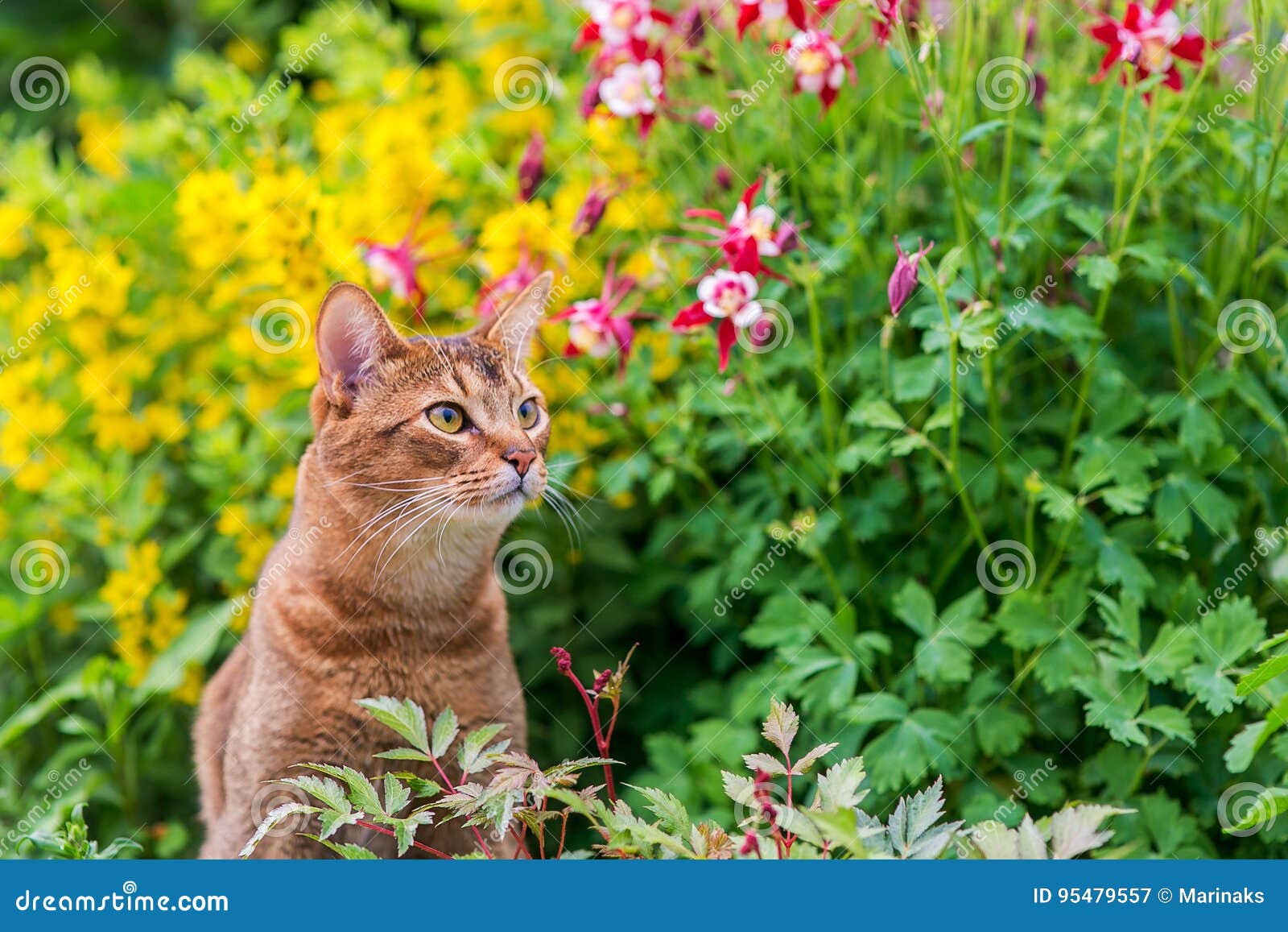 Abyssinian cat in flowers stock image. Image of summer - 95479557