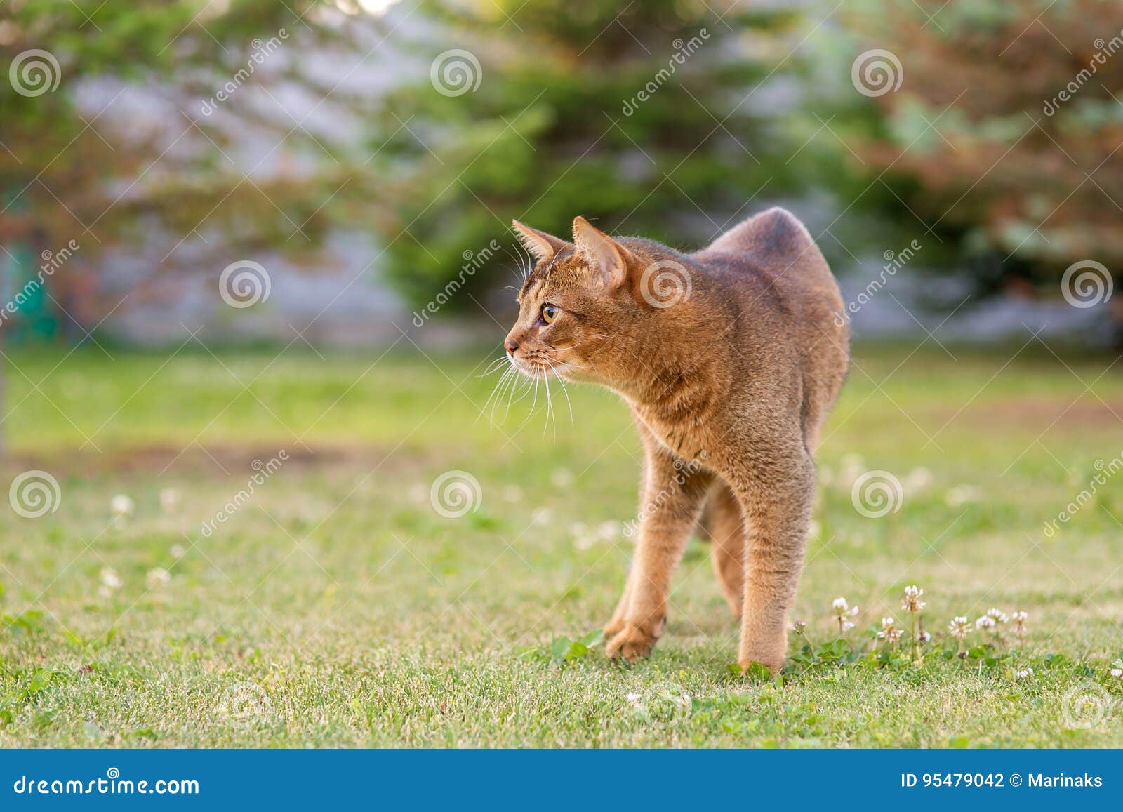Abyssinian Cat Hunts a Bird Stock Photo - Image of jumps, hunting: 95479042