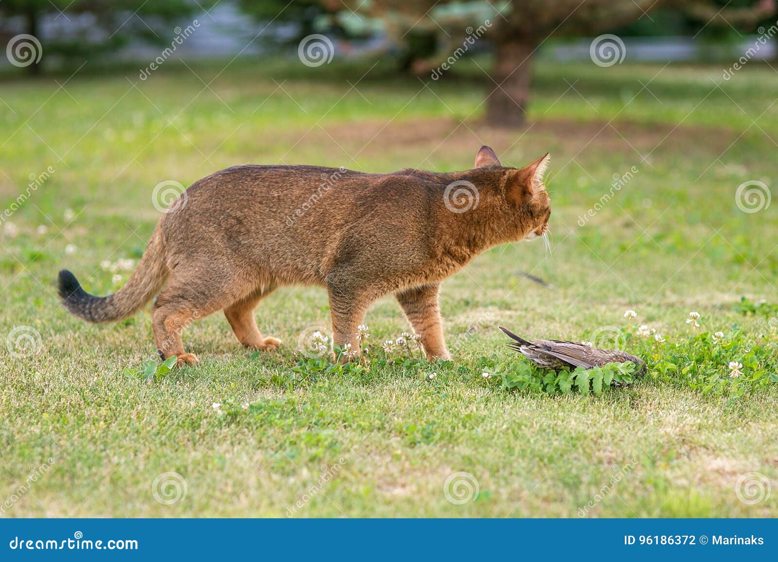 Abyssinian Cat Hunts a Bird in the Open Air Stock Photo - Image of ...