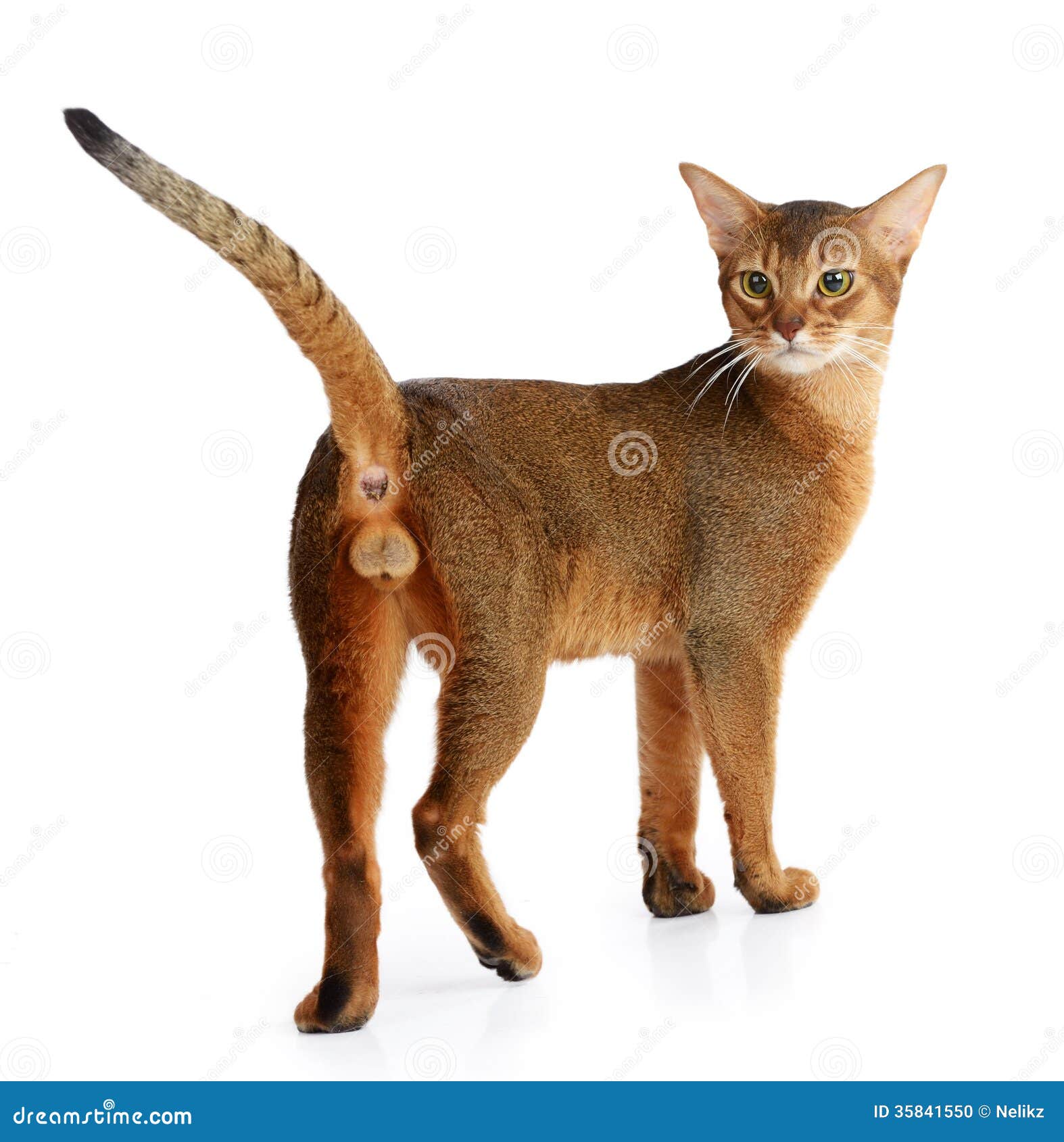 Abyssinian Cat Isolated on White Background Stock Photo - Image of ...