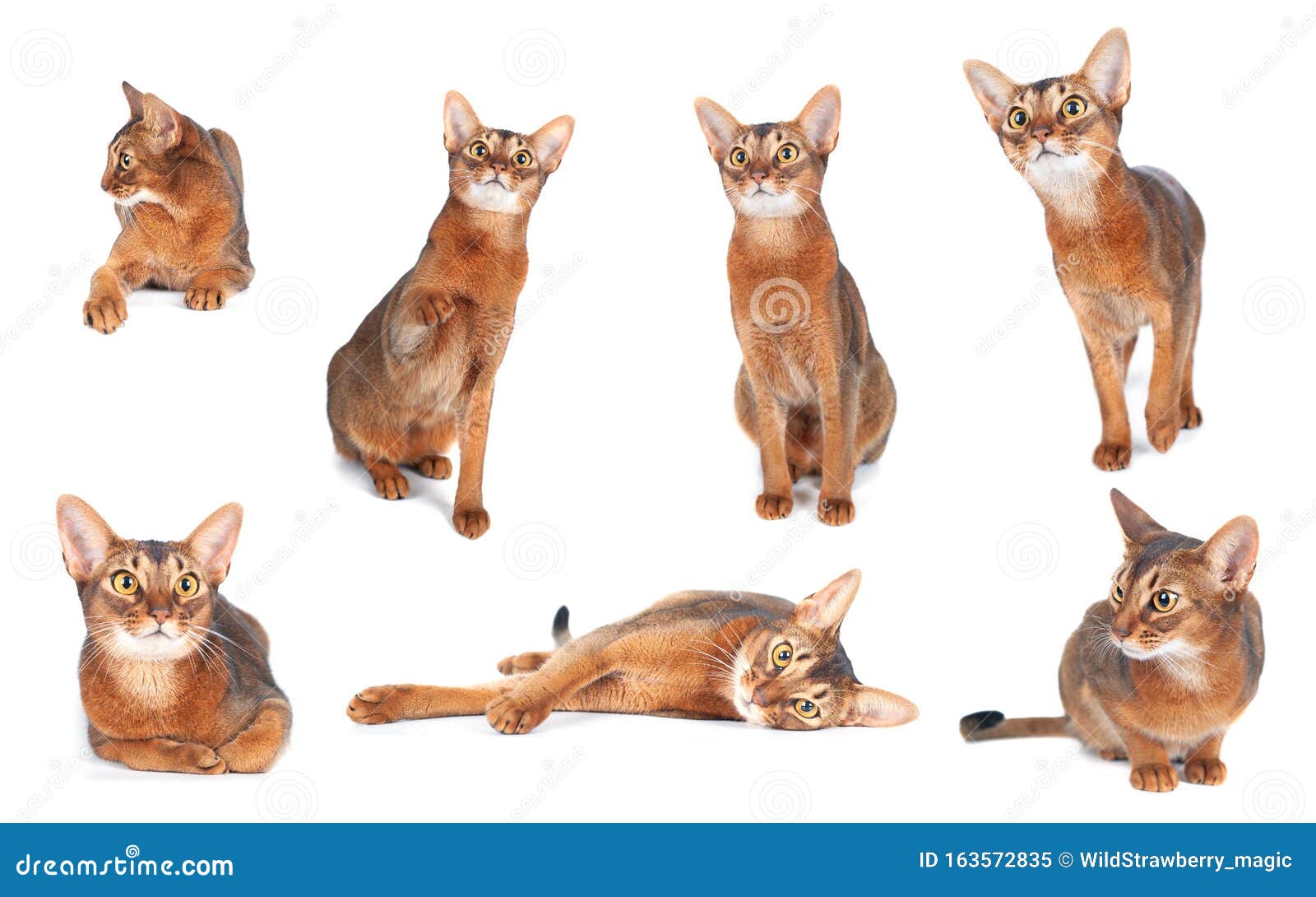 Abyssinian Cat Isolated on White, Several Cats in Different Poses ...