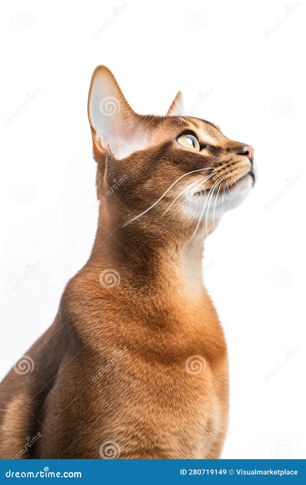Abyssinian Cat Observing stock illustration. Illustration of active ...
