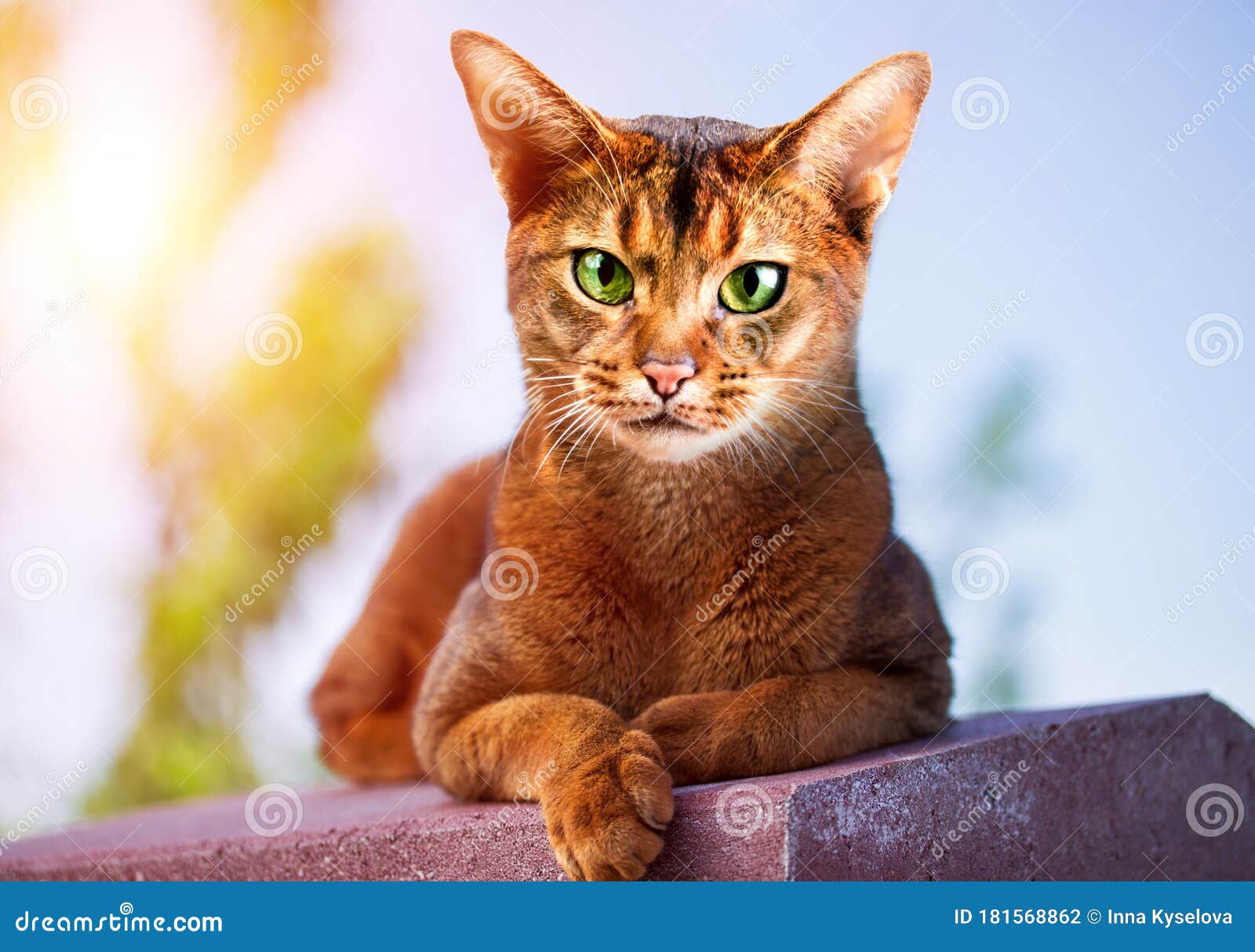 Abyssinian cat outdoors stock photo. Image of garden - 181568862