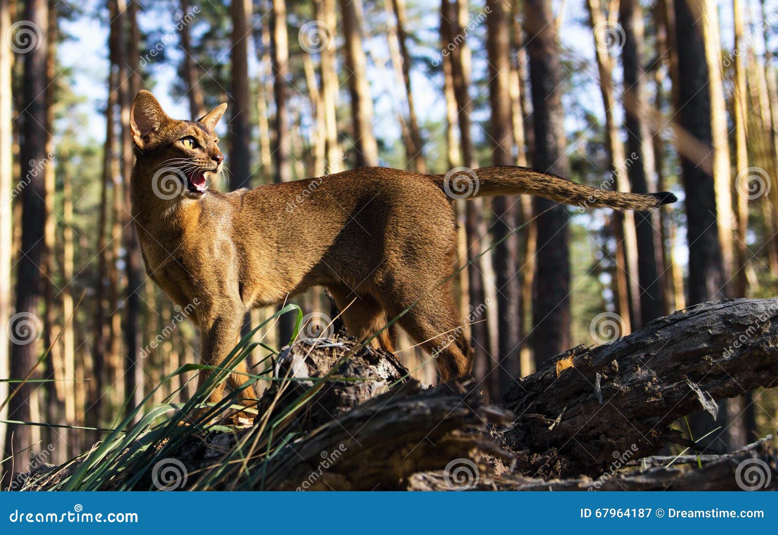 Abyssinian Cat Outdoors Looking Excited Stock Image - Image of summer ...
