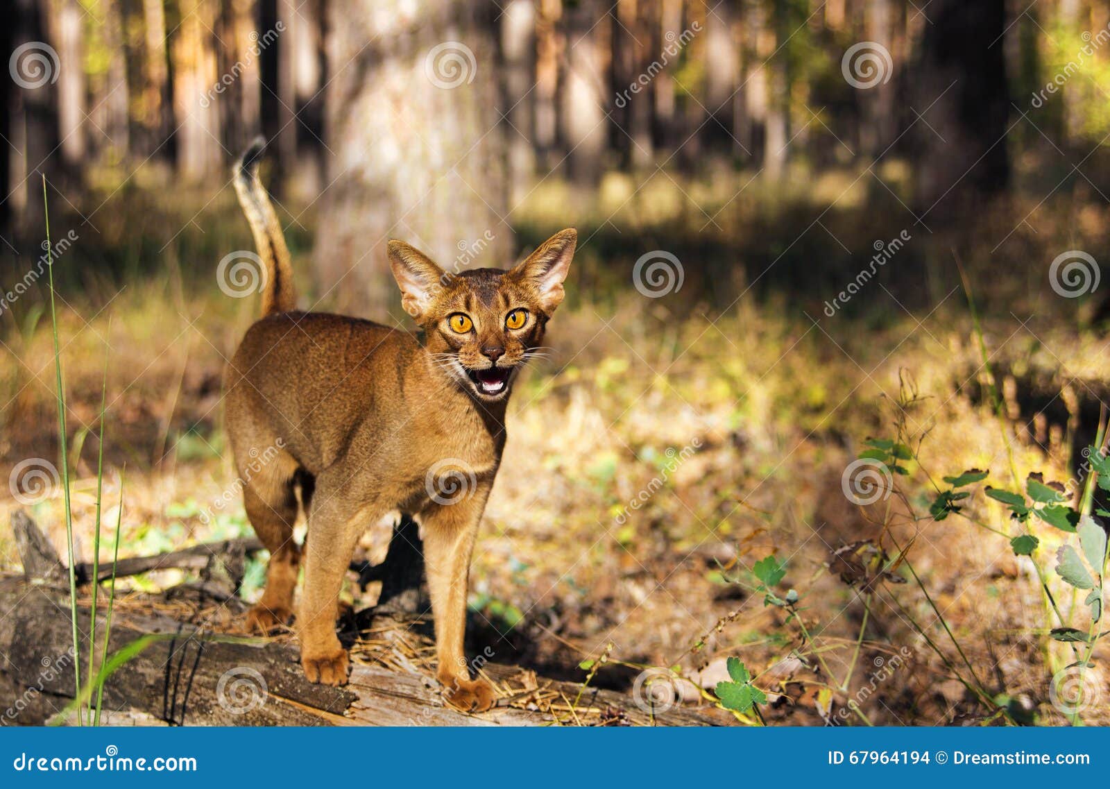 Abyssinian Cat Outdoors Looking Excited Stock Photo - Image of street ...