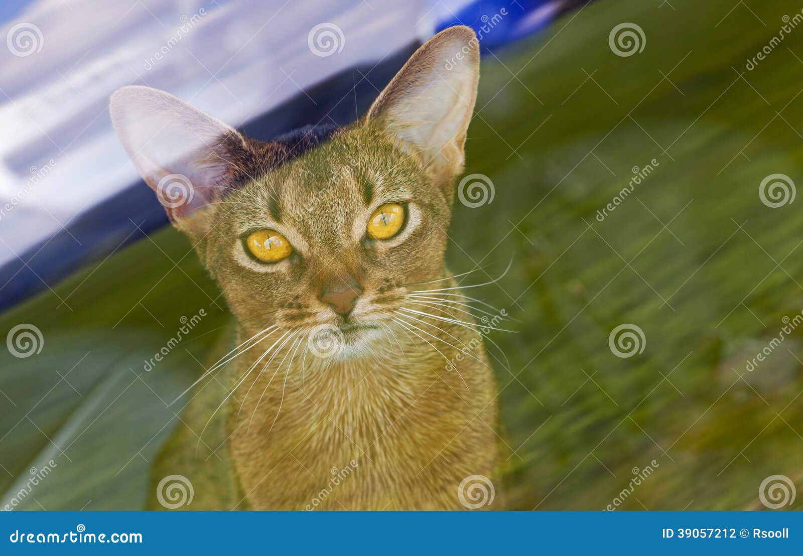 Abyssinian cat stock photo. Image of looking, sorrel - 39057212
