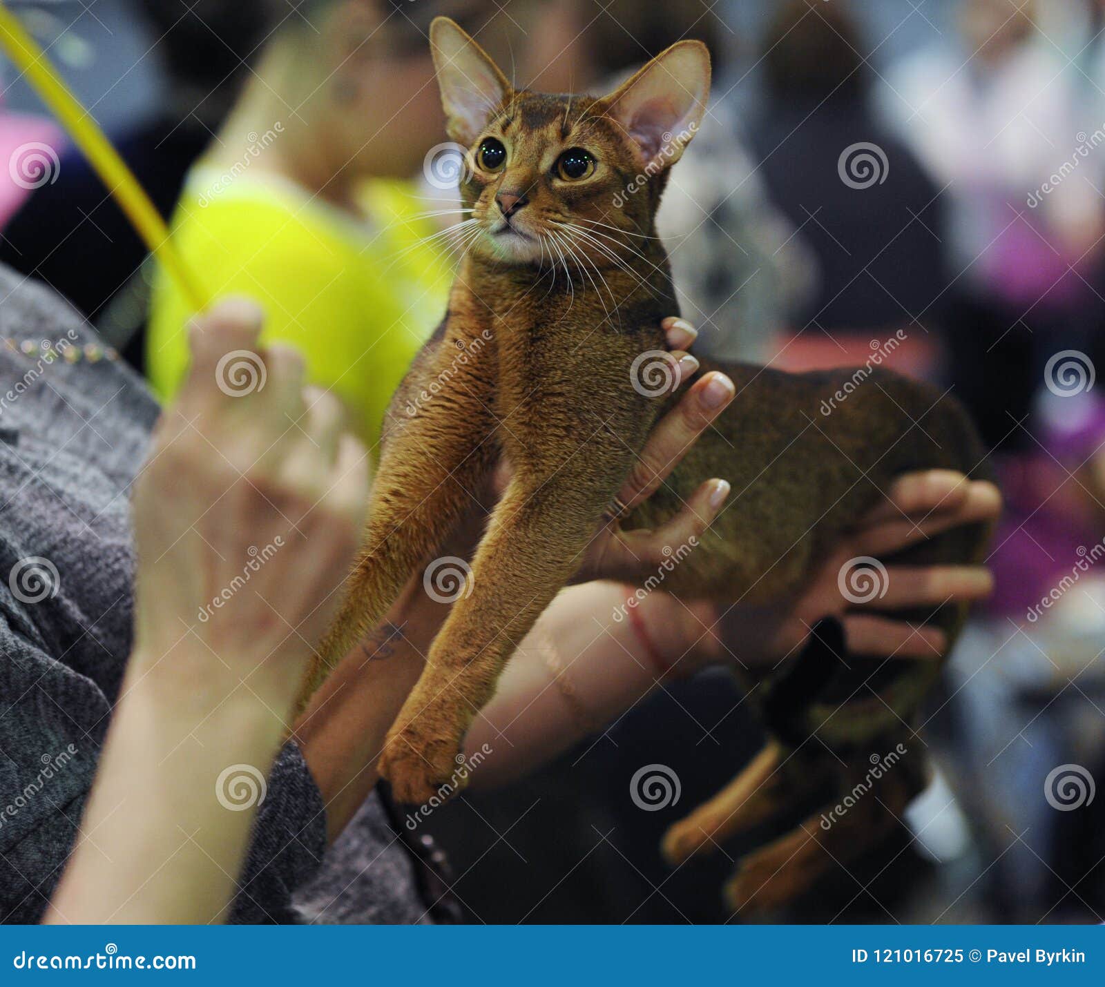 A Nice Cat at the Exhibition. Stock Image - Image of purebred, cats ...