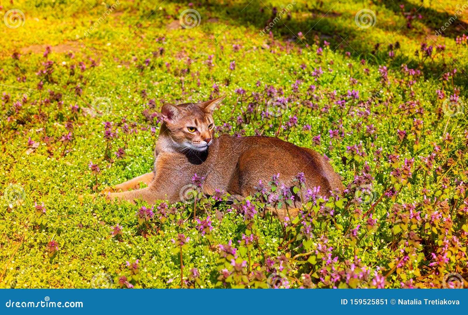 Abyssinian Cat Sitting in the Grass with Flowers in the Sun Stock Image ...