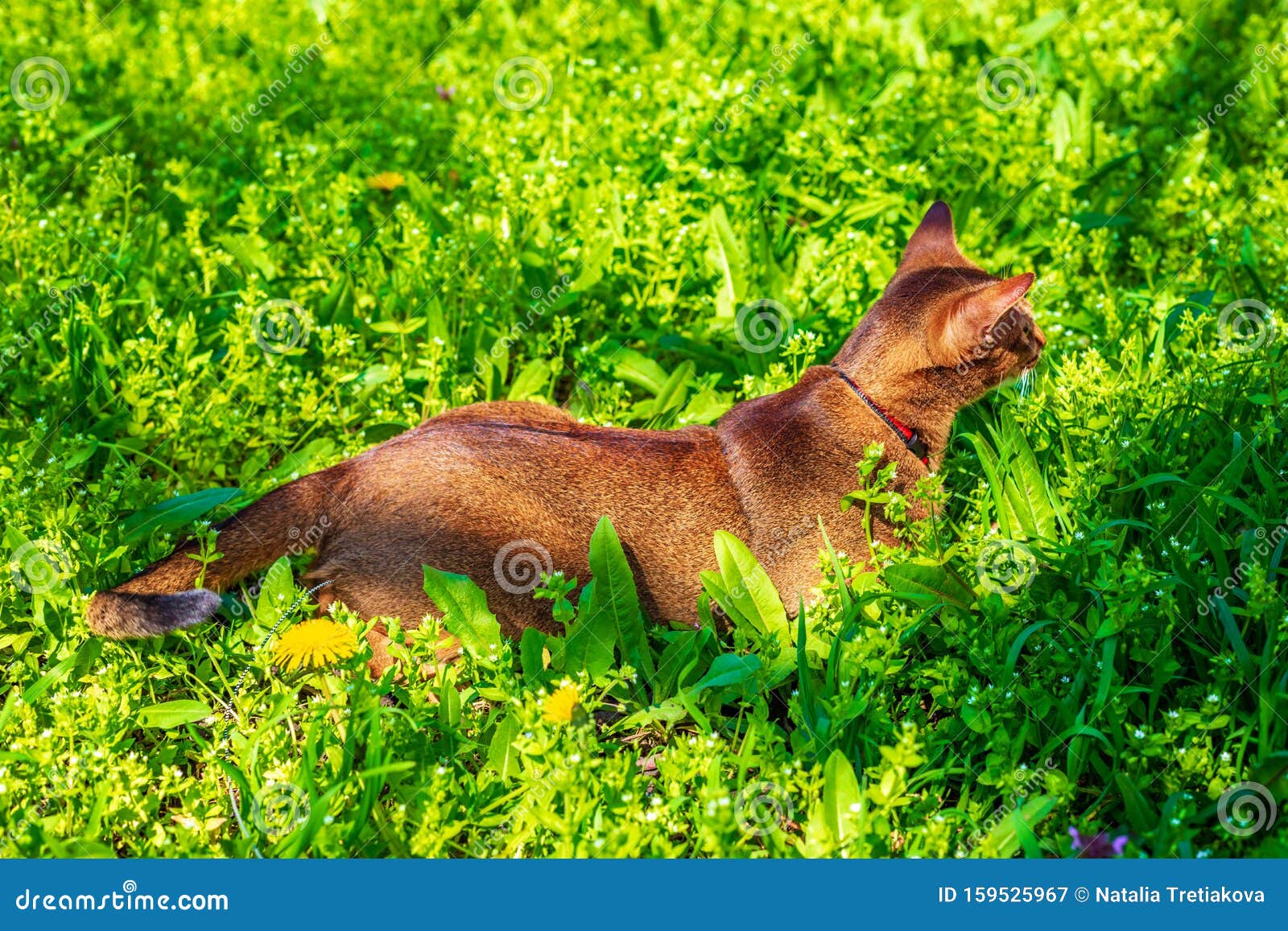 Abyssinian Cat Sitting in the Grass with Flowers in the Sun Stock Image ...