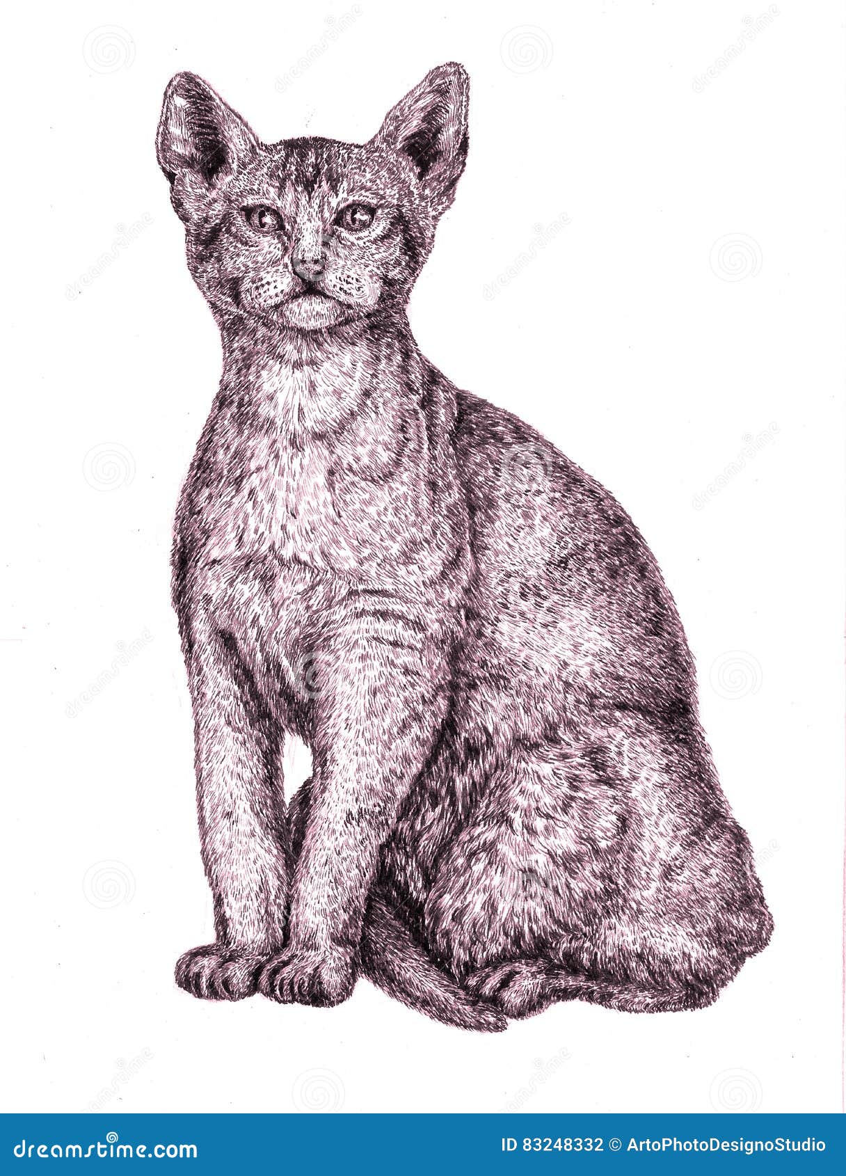 Abyssinian Cat Sitting, Hand Drawn Ink Illustration Stock Illustration ...