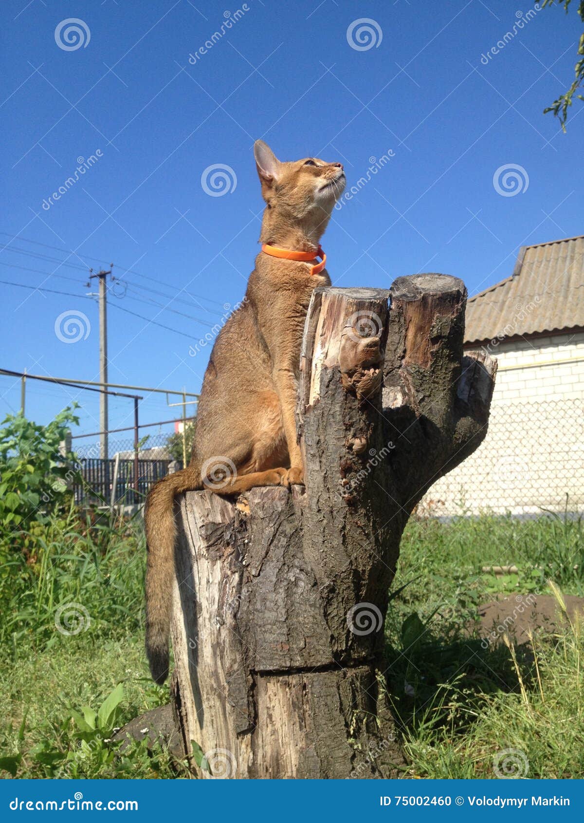 Abyssinian Cat Sitting on a Tree Stump Stock Photo - Image of hunting ...