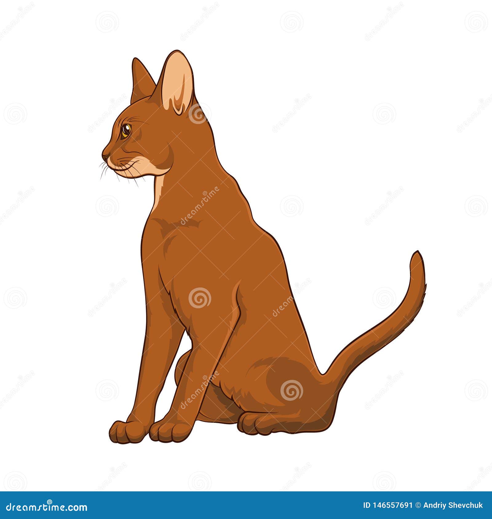 Abyssinian Cat. Sitting Cat. Cat On A White Background. Stock Vector ...