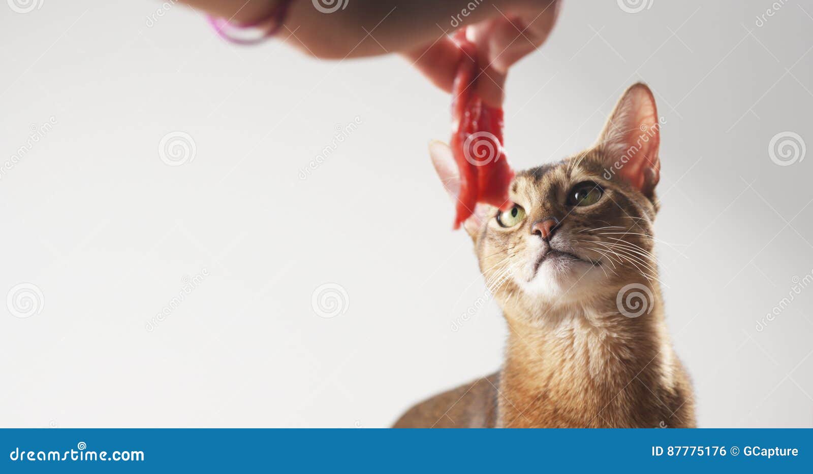 Abyssinian Cat Sniff Beef Meat Stock Photo - Image of delicious, feed ...