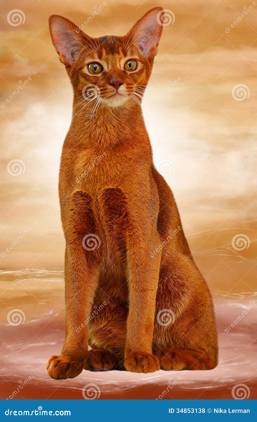 Sorrel Abyssinian