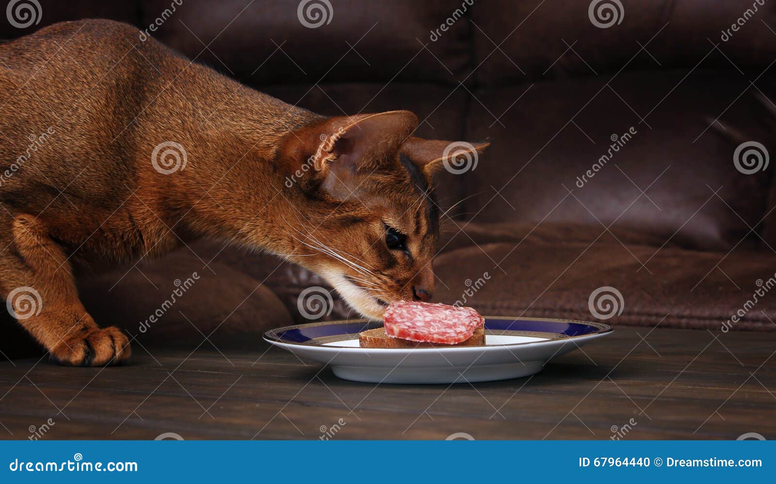 Abyssinian Cat Stealing Meat from Table, Pet Bad Behavior Stock Photo ...
