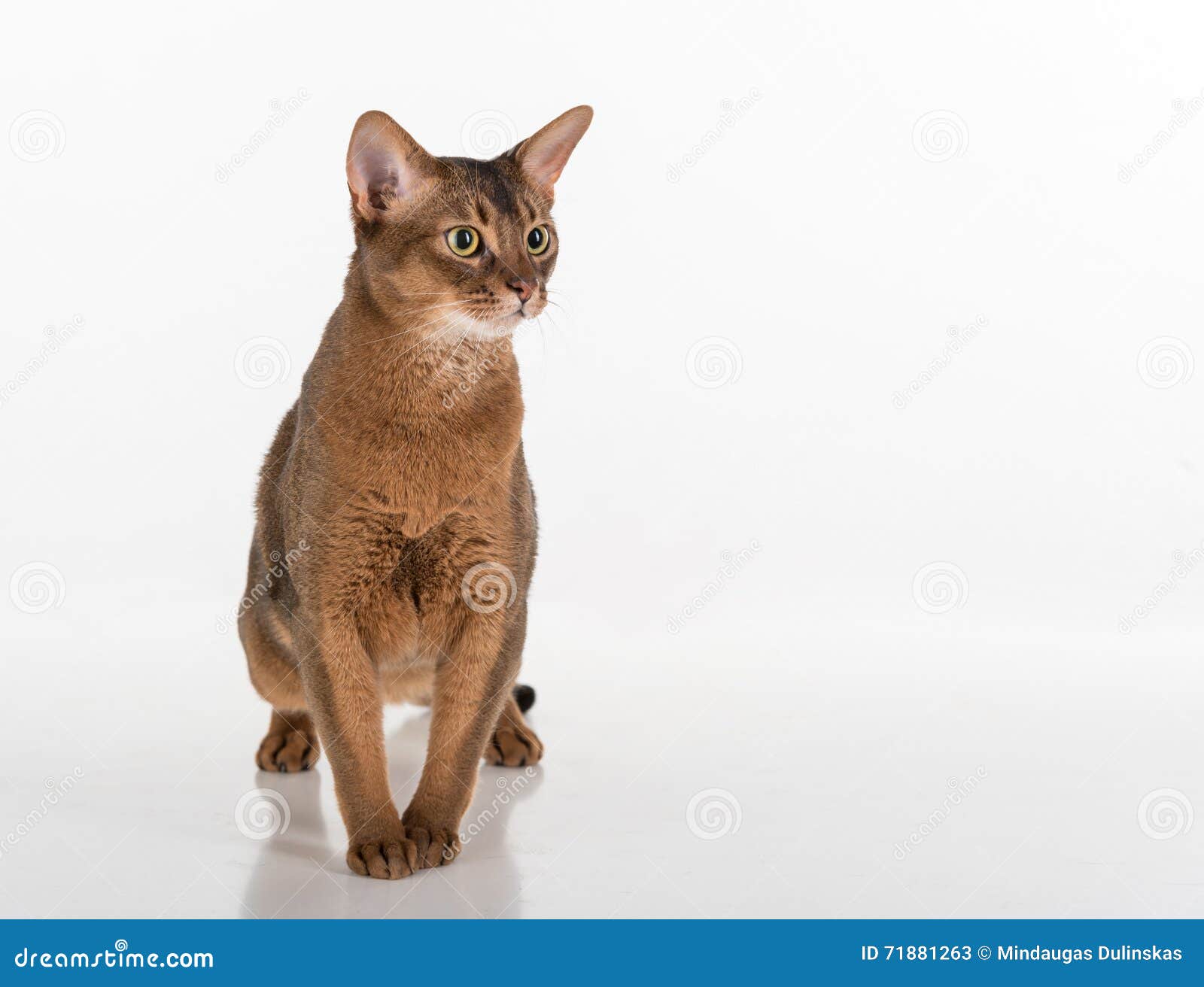 Abyssinian Cat is Suprised, on White Background Stock Image - Image of ...