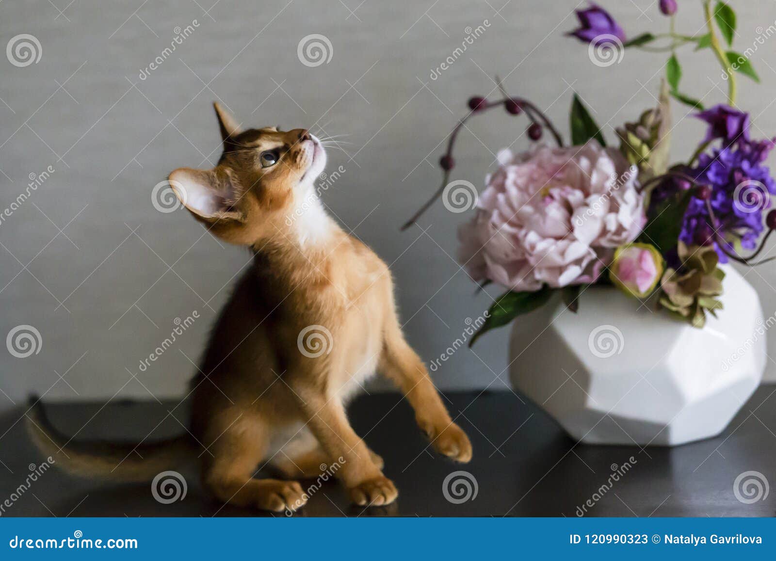 Abyssinian Cat with a Vase of Flowers Stock Image - Image of beautiful ...